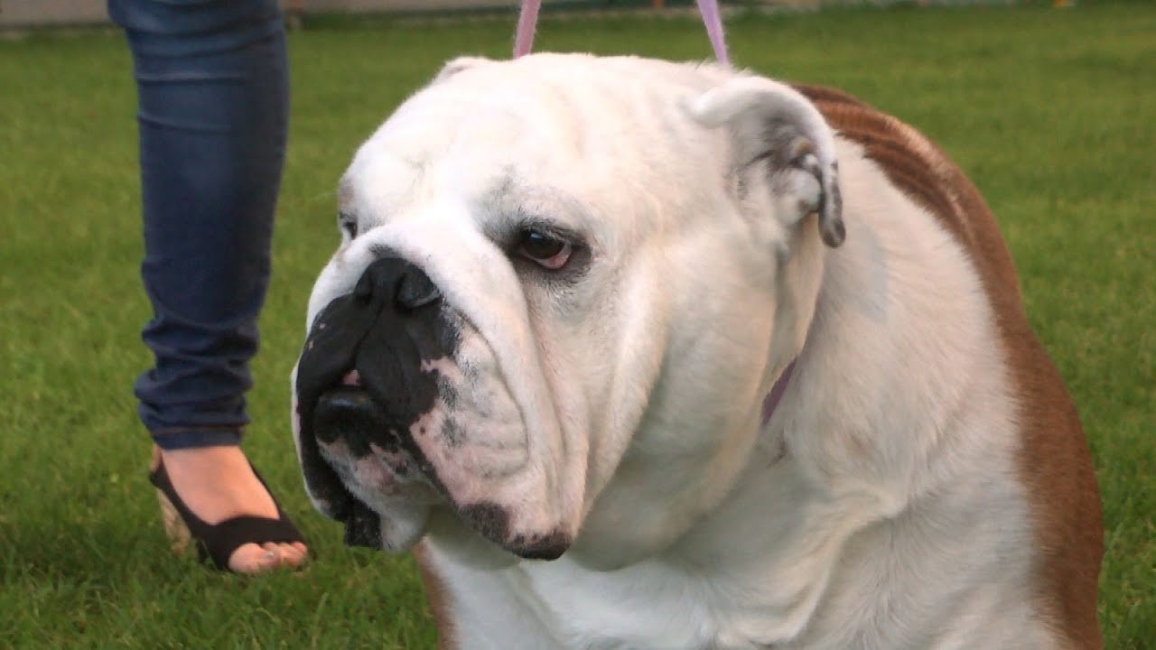 Bulldog – Dog Nerd