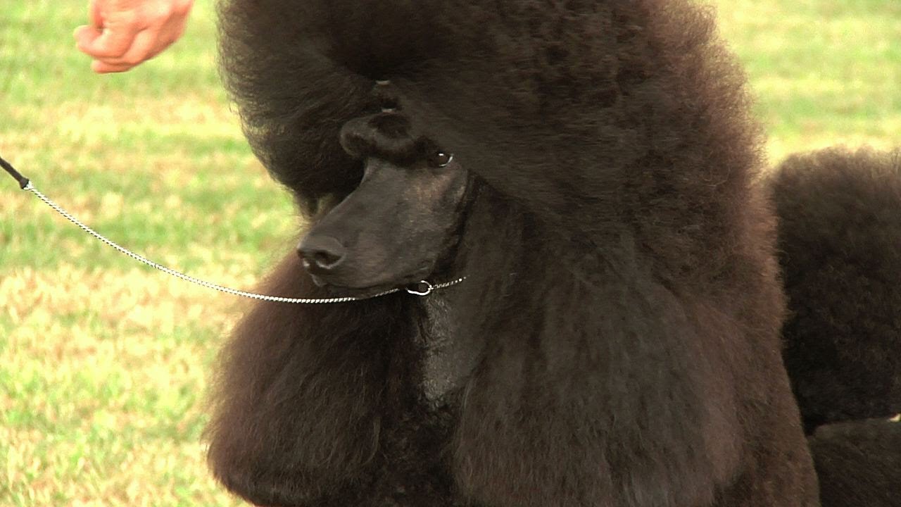 Standard Poodle – Dog Nerd