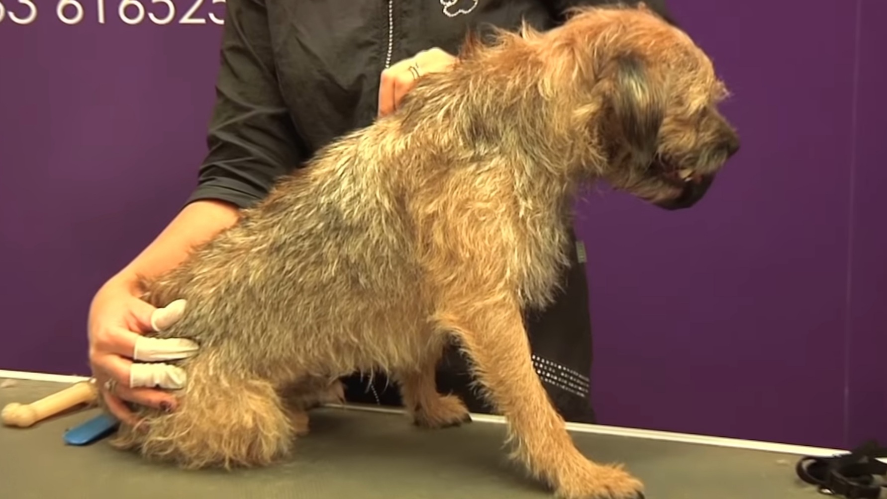 Border Terrier – Grooming Guide – Dog Nerd